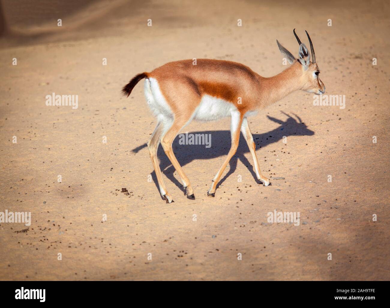 Impala juvenile antelope walking alone Stock Photo - Alamy