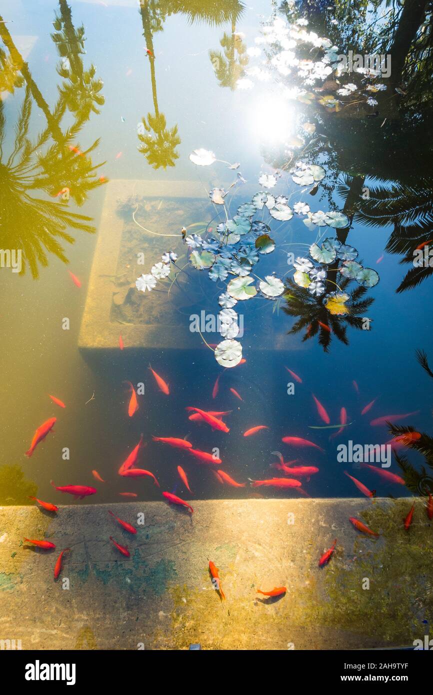 Jardin Majorelle, Majorelle garden.Water lily pool, Yves Saint Laurent ...