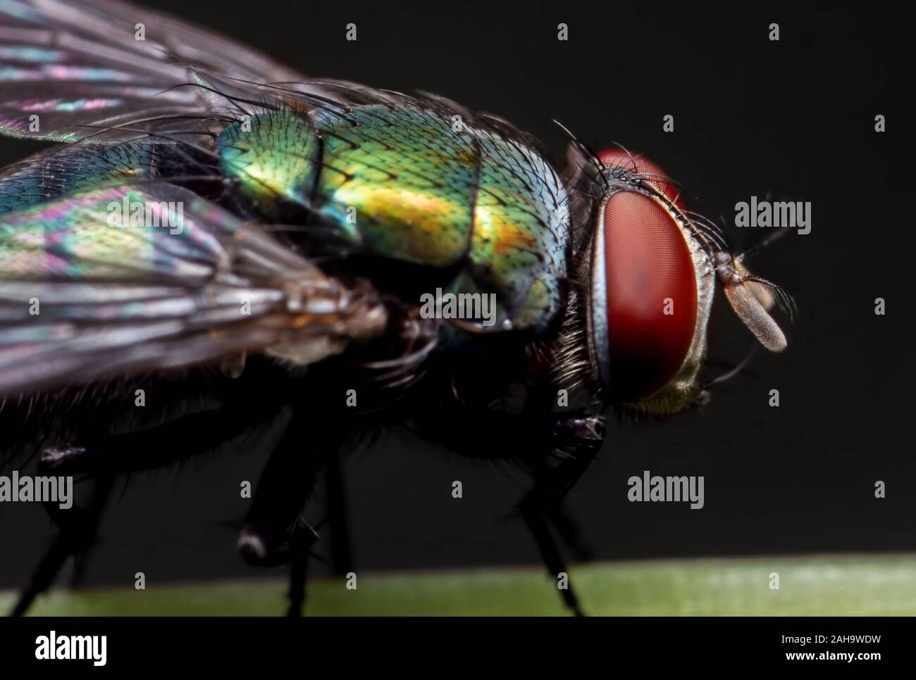 Macro Photography of Blowfly on Stalk of Leaf Isolated on Black ...