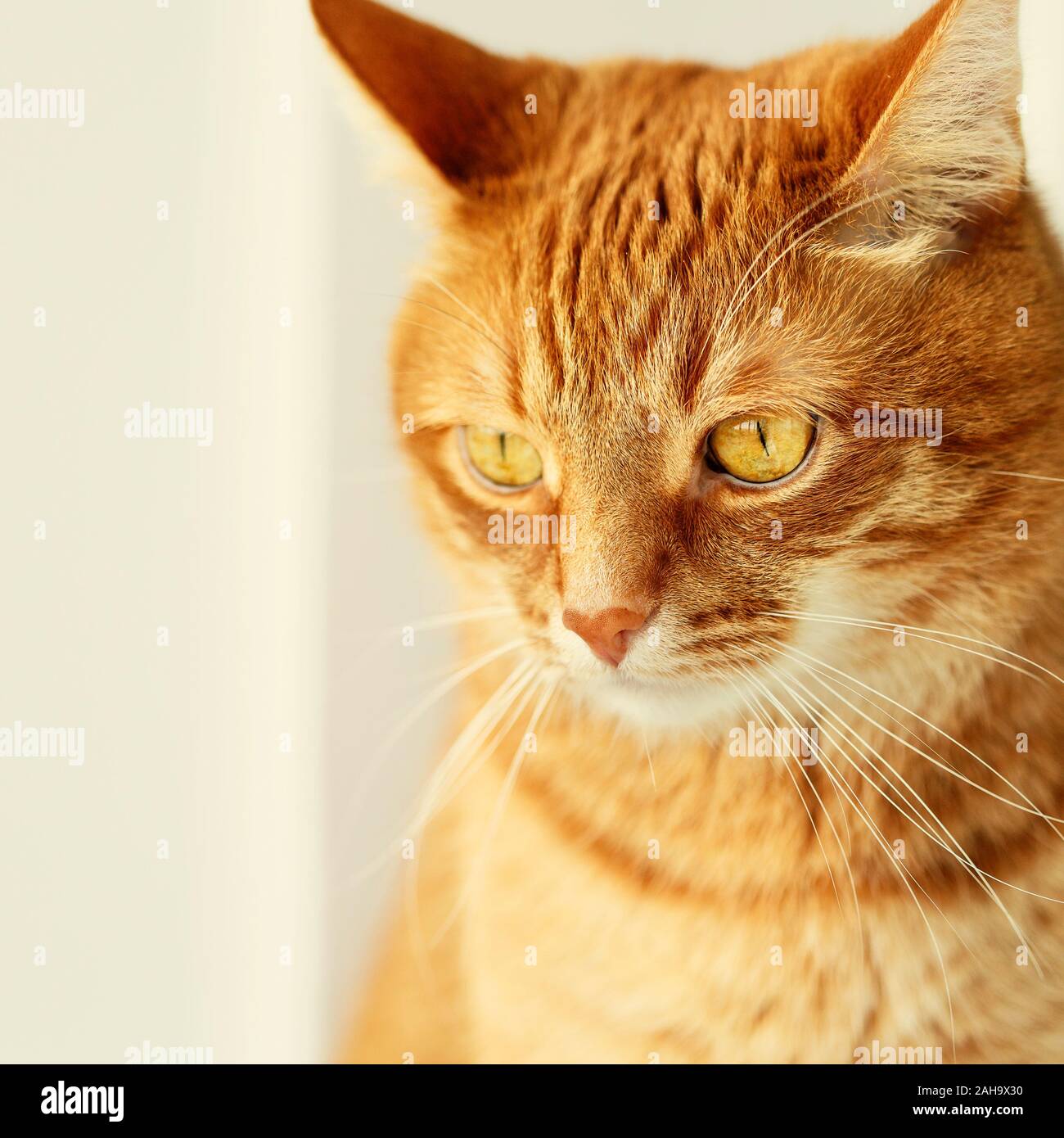 Cute young ginger cat close-up portrait, animal at home Stock Photo - Alamy