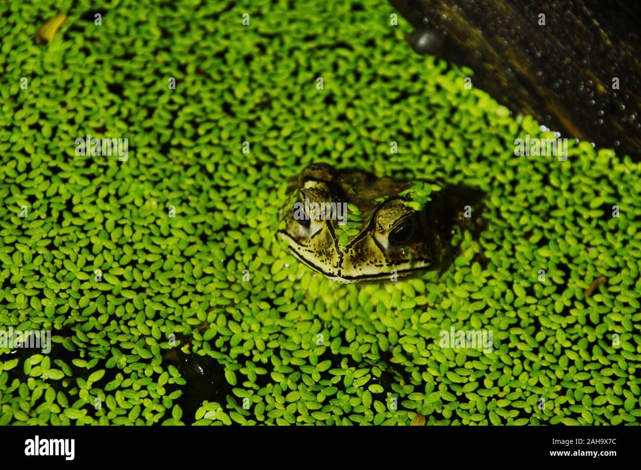 toad floating in water for relaxing on night Stock Photo - Alamy