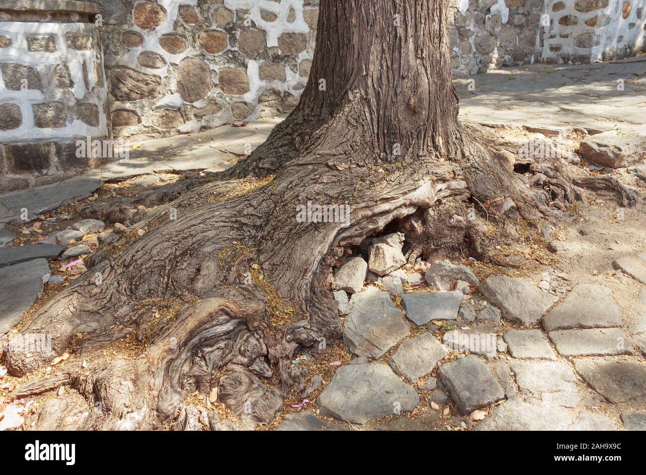 Urban nature. Tree roots protruding from the pavement in Plovdiv ...