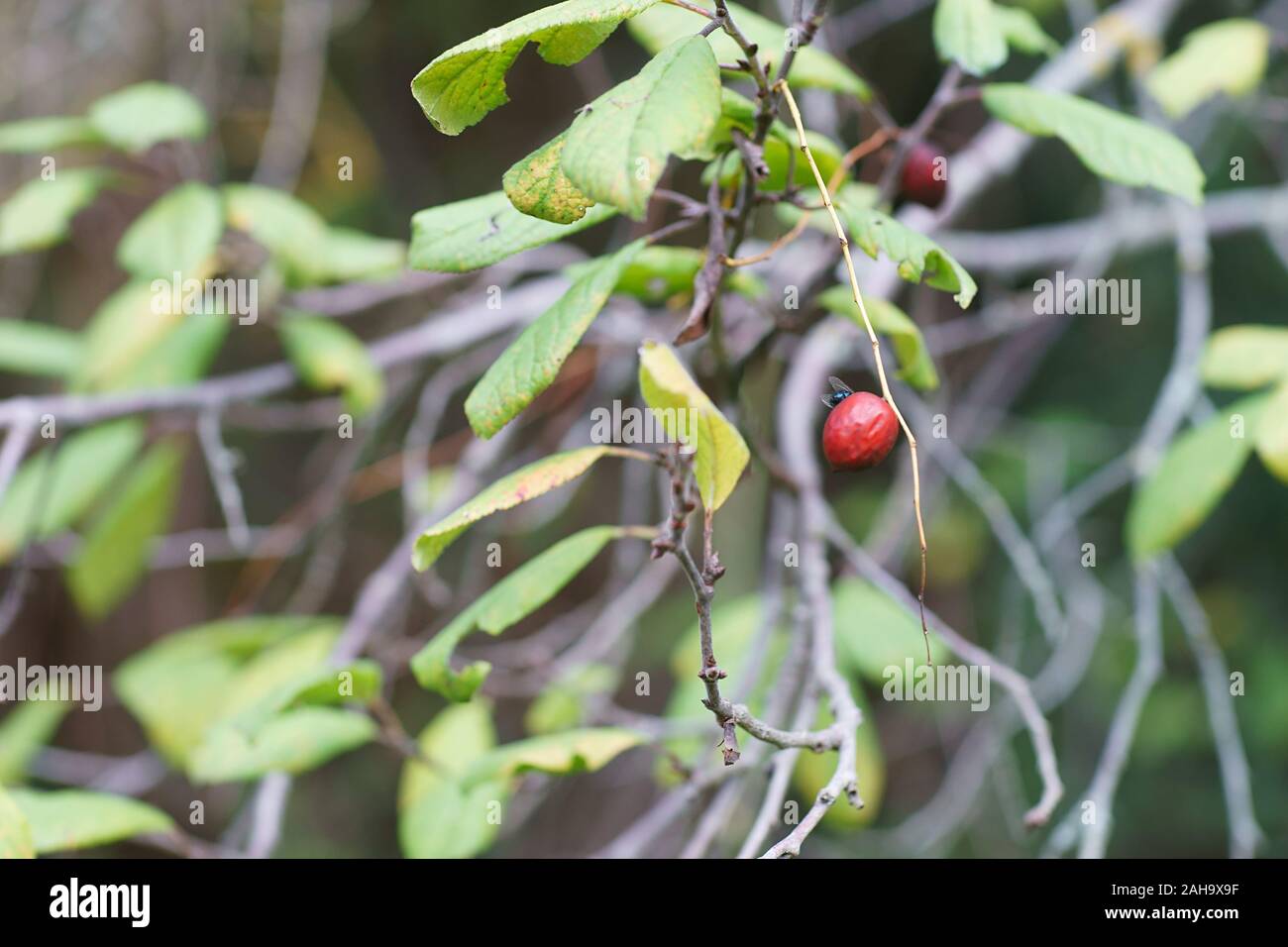 Fruit of Ziziphus sativa - giuggiola - Chinese dates - Ziziphus jujuba ...