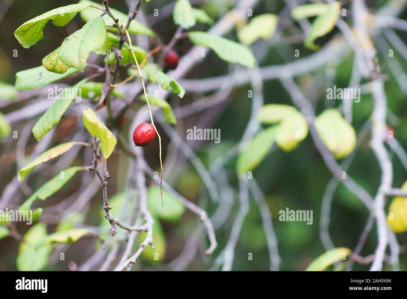 Fruit of Ziziphus sativa - giuggiola - Chinese dates - Ziziphus jujuba ...