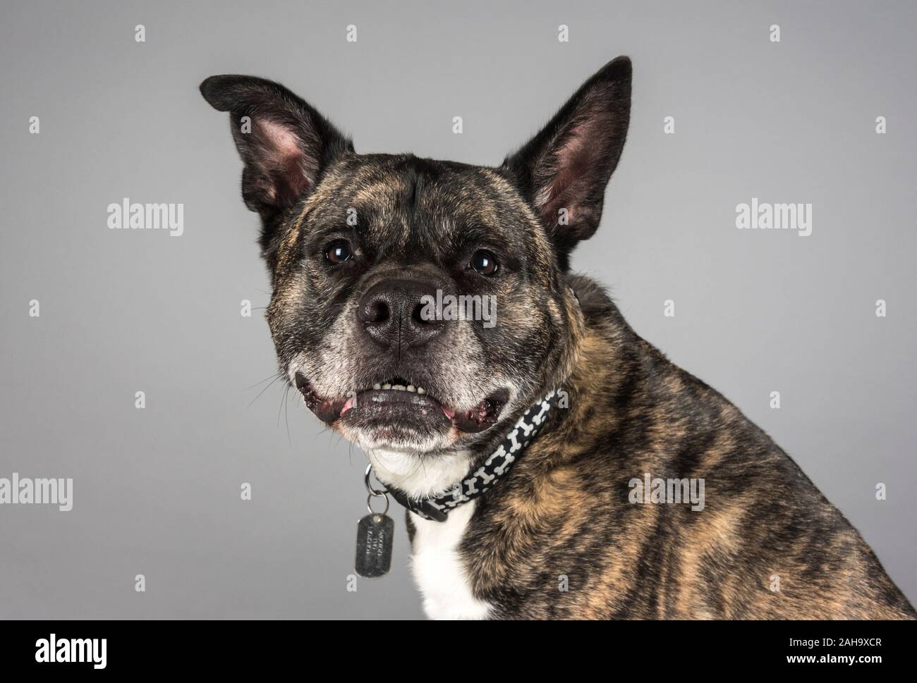 Large crossbreed, ex rescue dog, UK Stock Photo - Alamy