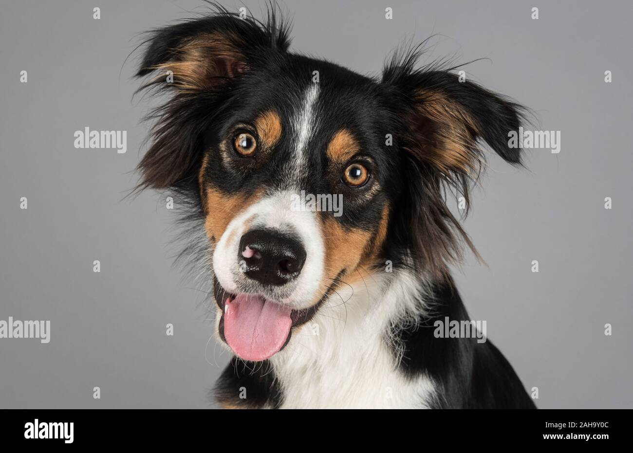 Border collie photos hi-res stock photography and images - Alamy