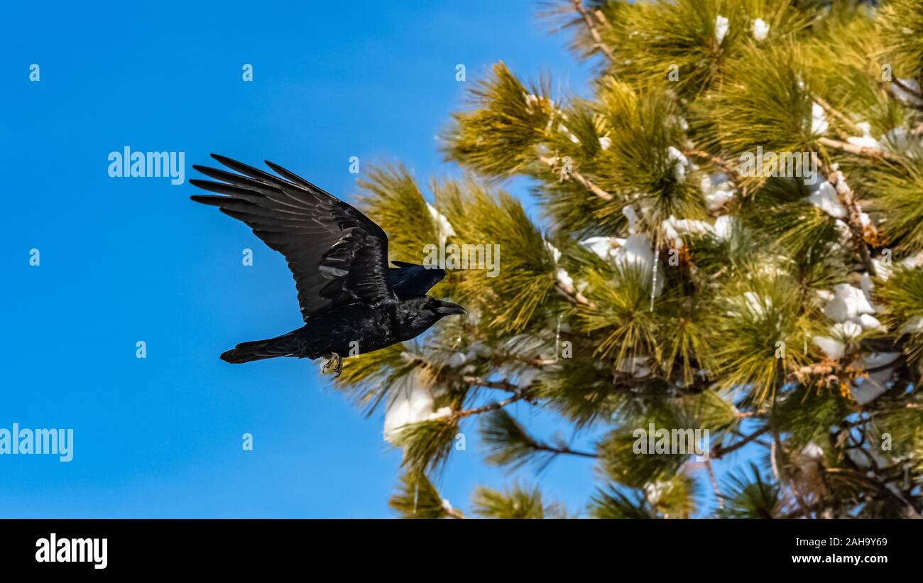 Blackbird flying isolated hi-res stock photography and images - Alamy
