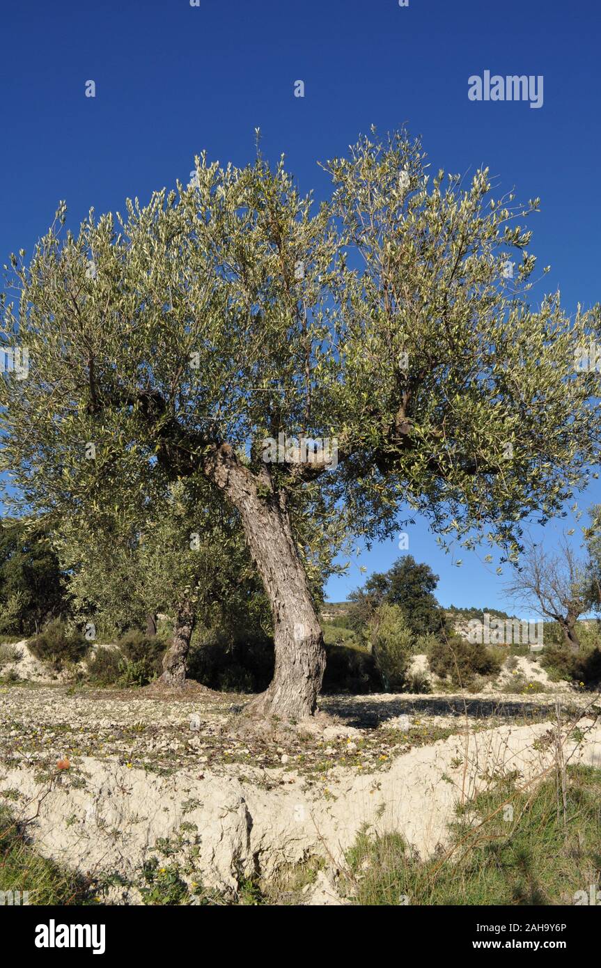 Olive tree, Olea europaea, Alicante Province. Spain Stock Photo - Alamy