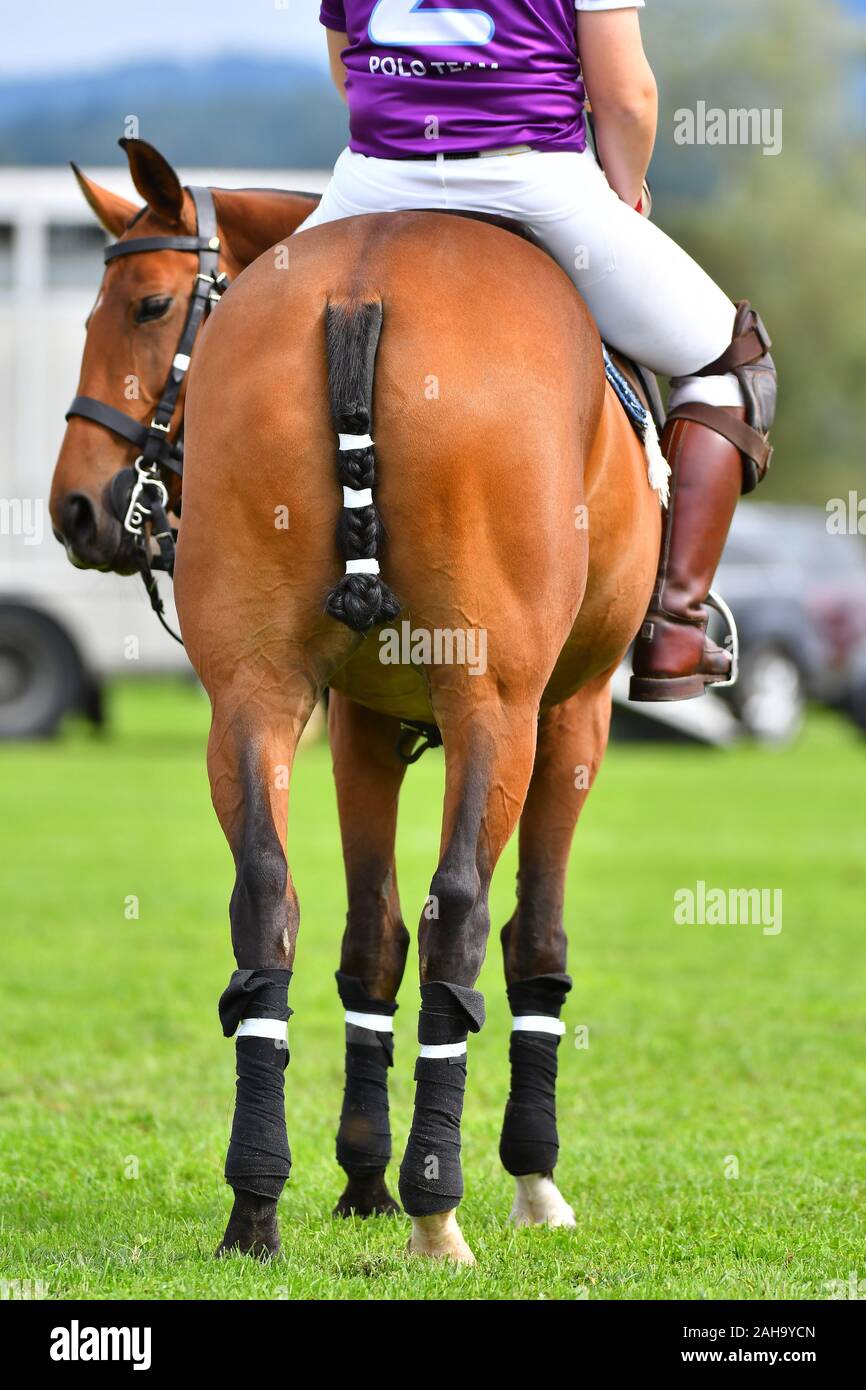 Horse Looking Back High Resolution Stock Photography and Images - Alamy