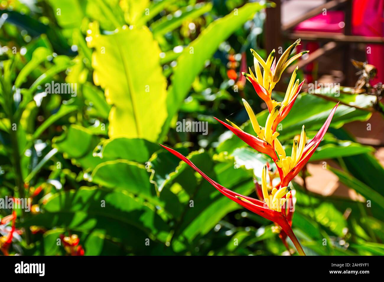 Strelitzia reginae ait hi-res stock photography and images - Alamy