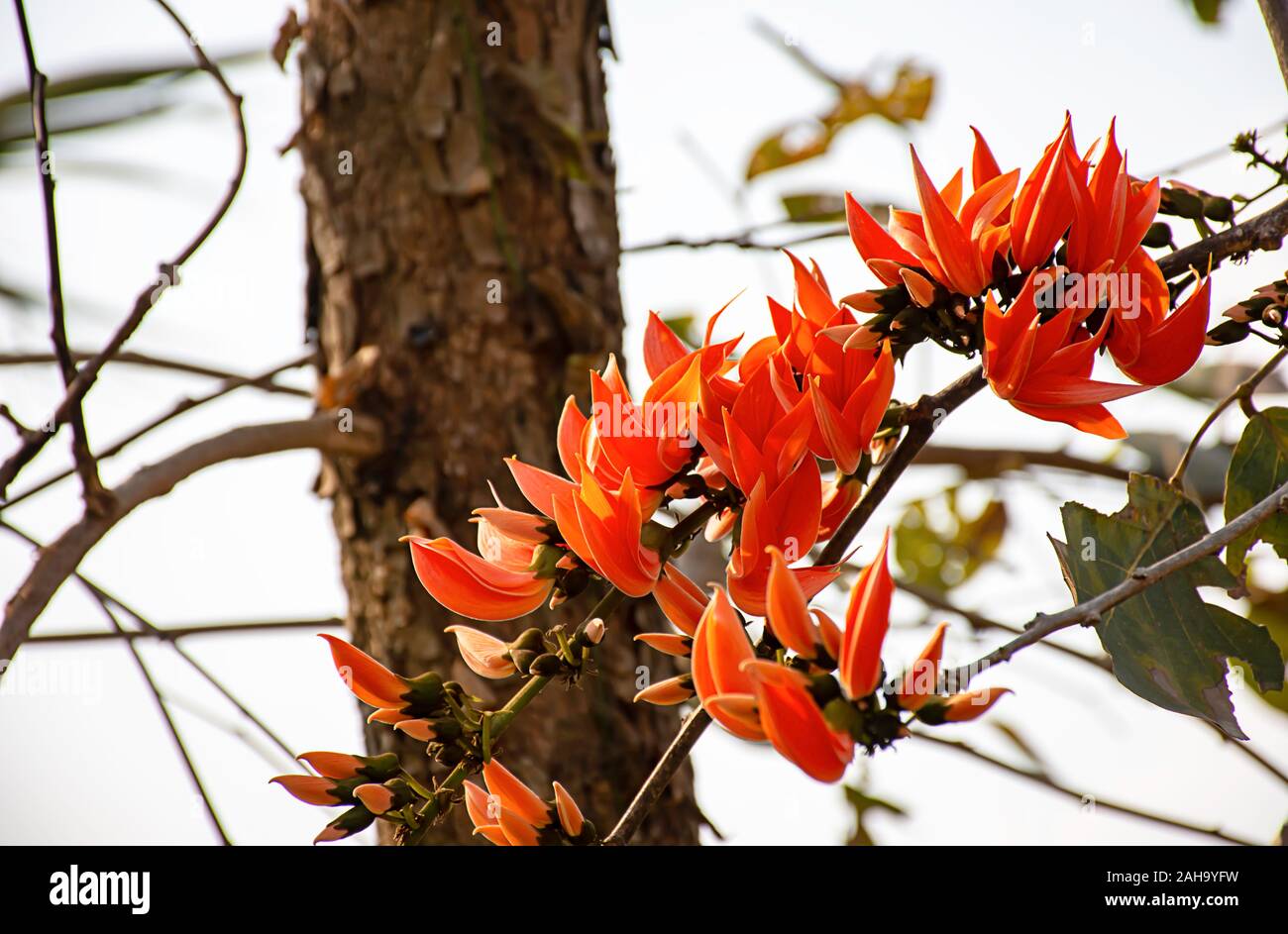 Palash Flower Garden