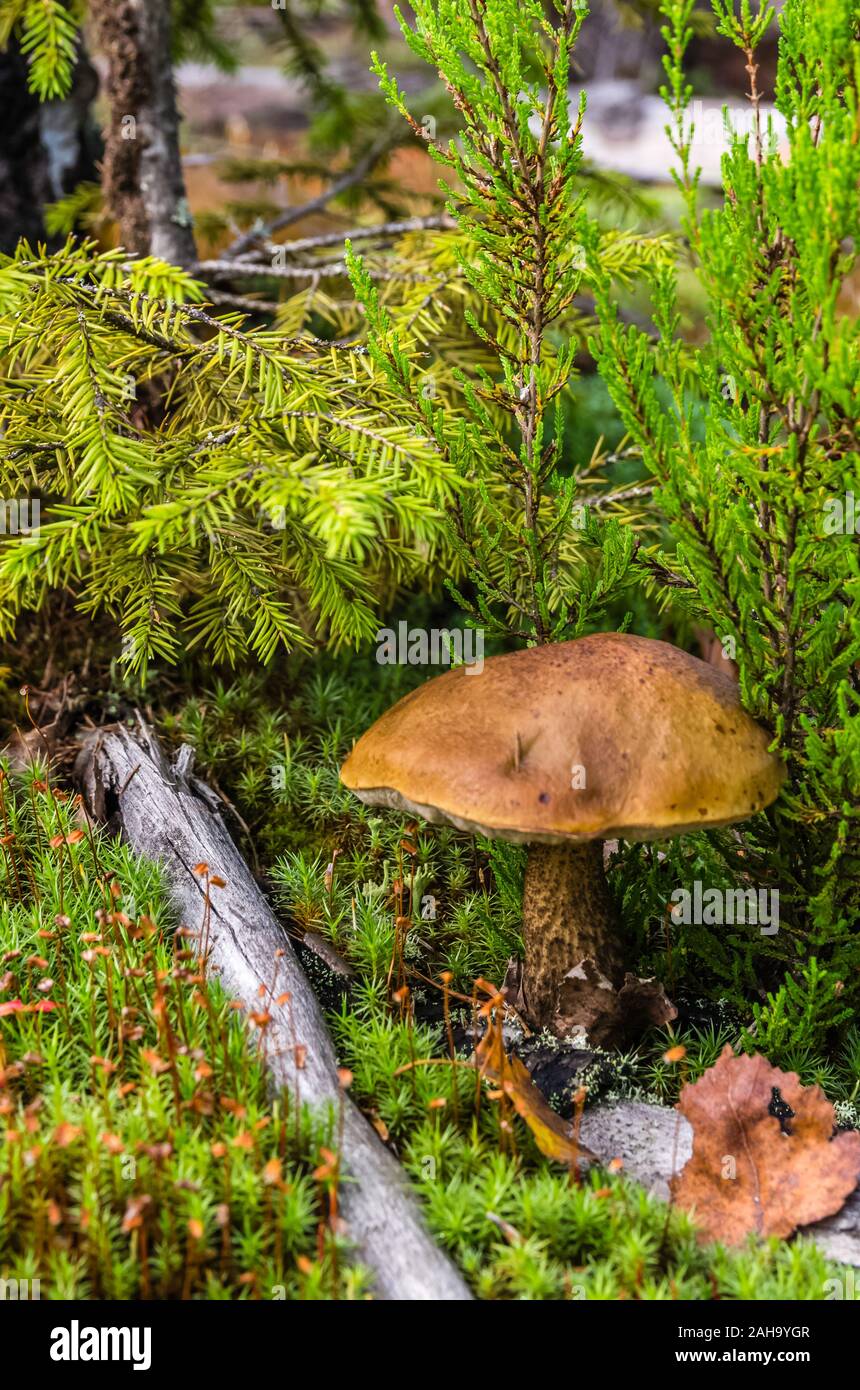 Closeup on single moss mushroom in green moss in forest Stock Photo - Alamy