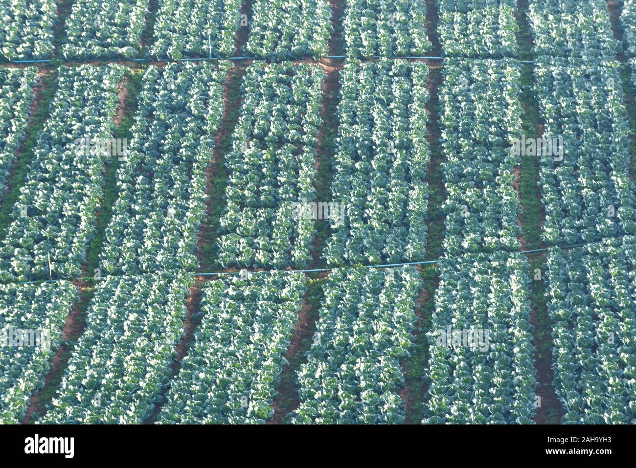 Big head of cabbage hi-res stock photography and images - Alamy