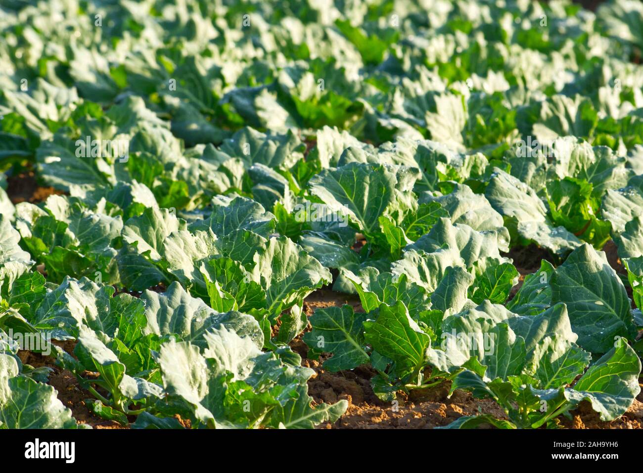Cabbage grown on the farm land Stock Photo - Alamy