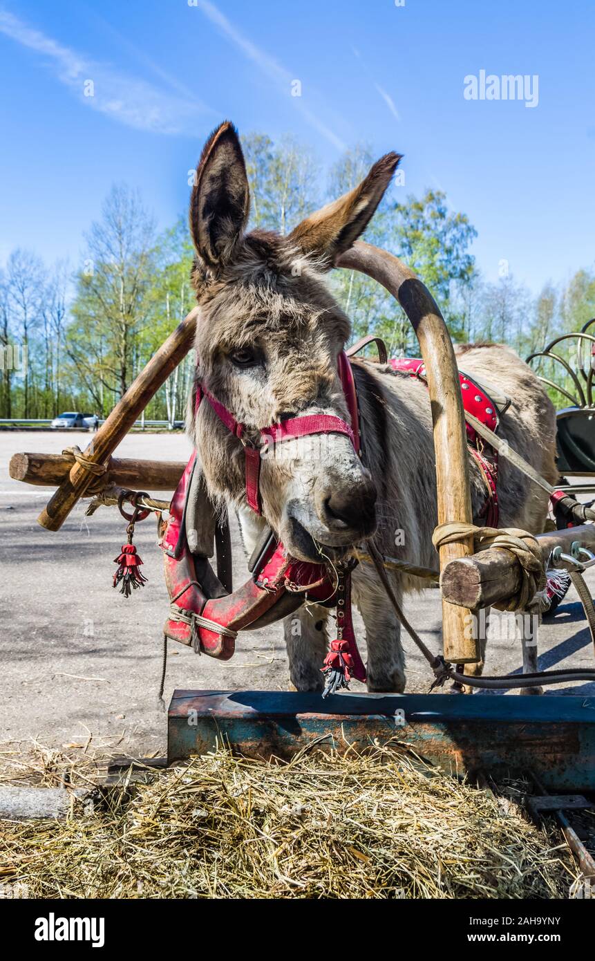 Donkey with hay hi-res stock photography and images - Alamy