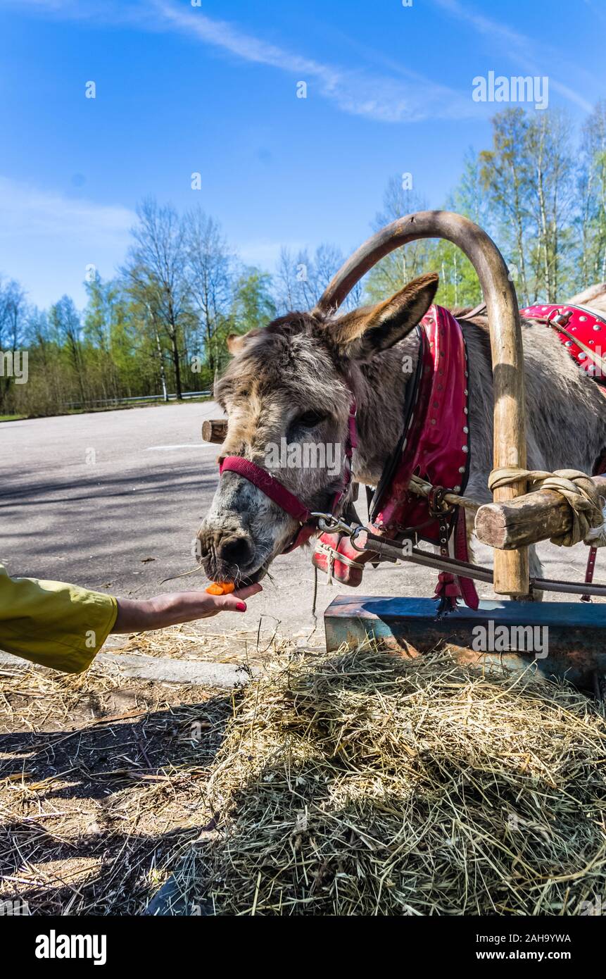 Donkey with hay hi-res stock photography and images - Alamy