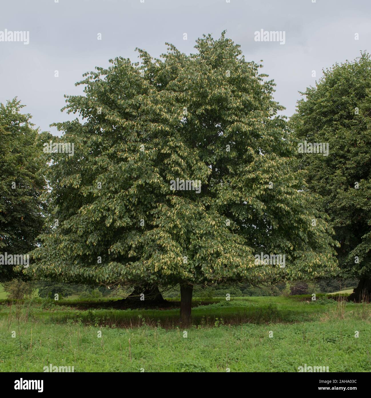 English common lime tree hi-res stock photography and images - Alamy