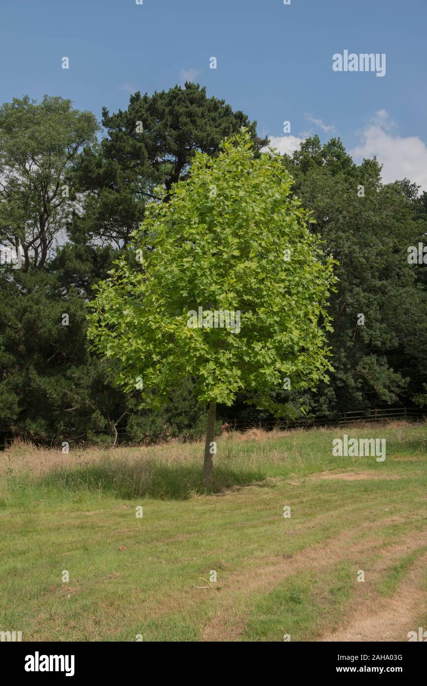 Broadleaf lime tree hi-res stock photography and images - Alamy