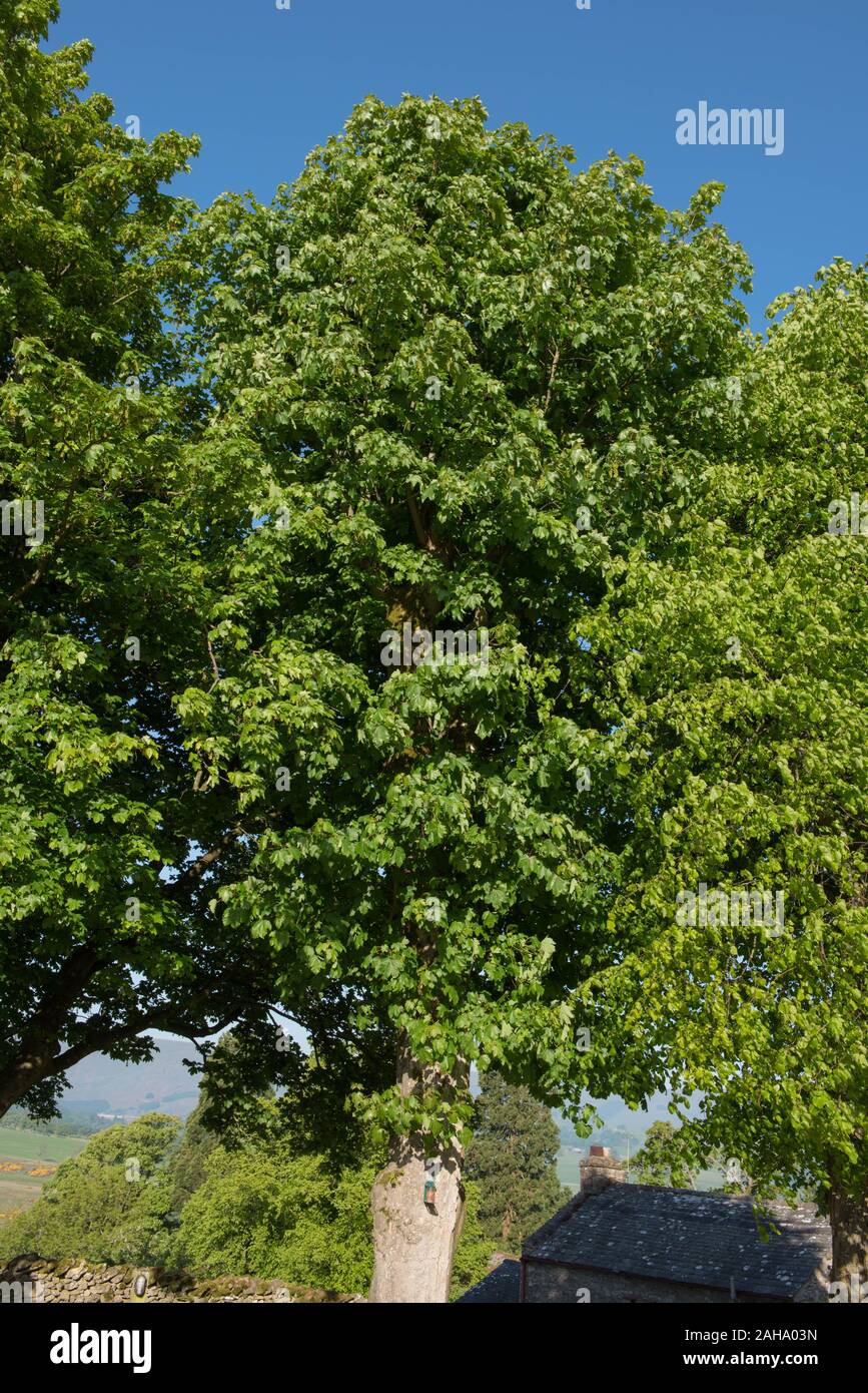 English common lime tree leaves hi-res stock photography and images - Alamy