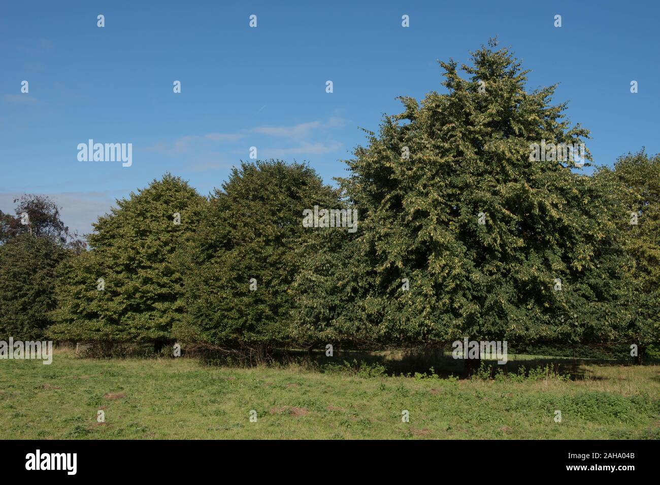Foliage of a Common Linden or Common Lime Tree (Tilia x europaea) with ...