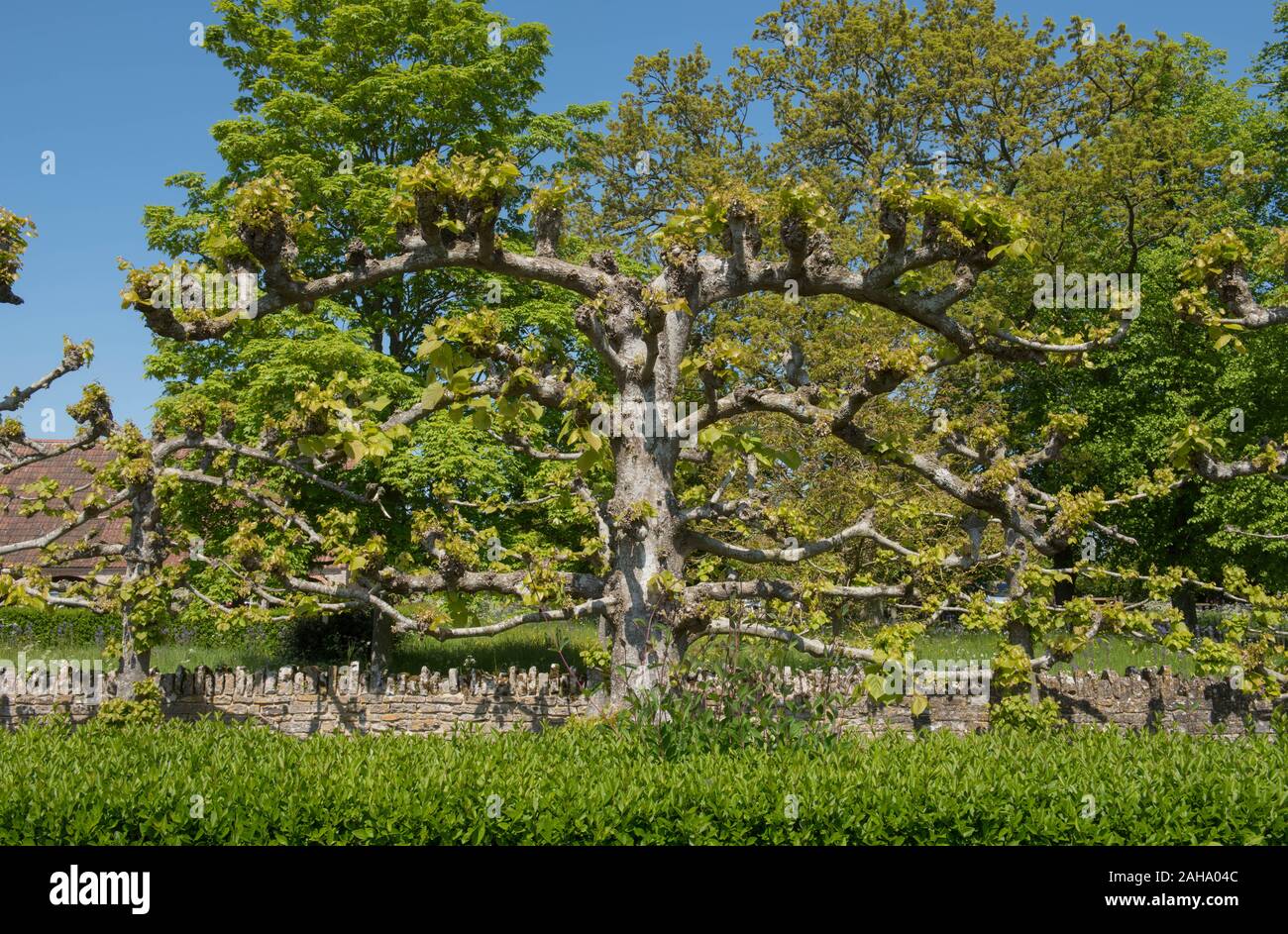 Pollarded lime tree hi-res stock photography and images - Alamy