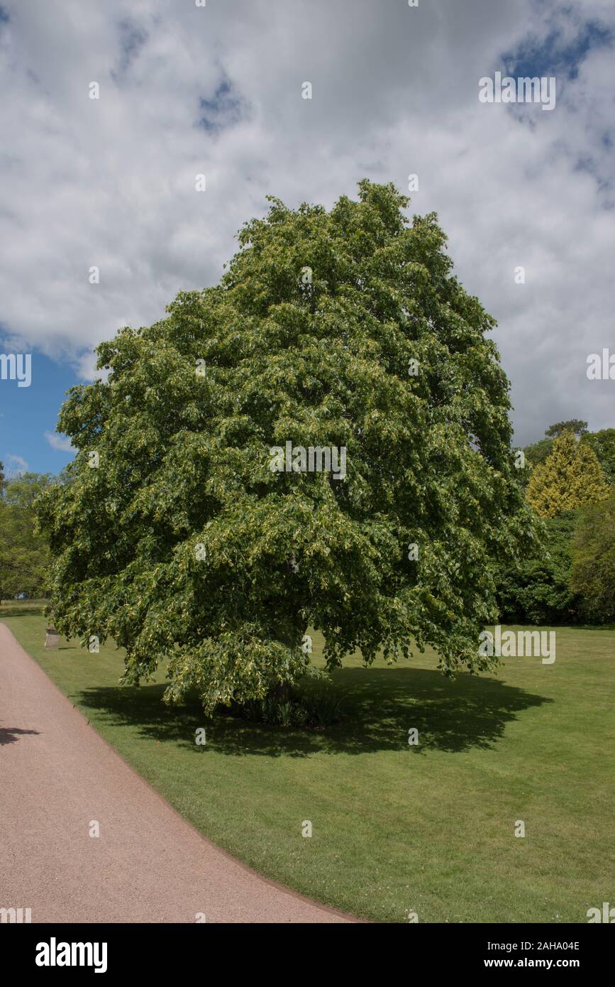 Foliage of a Common Linden or Common Lime Tree (Tilia x europaea) with ...