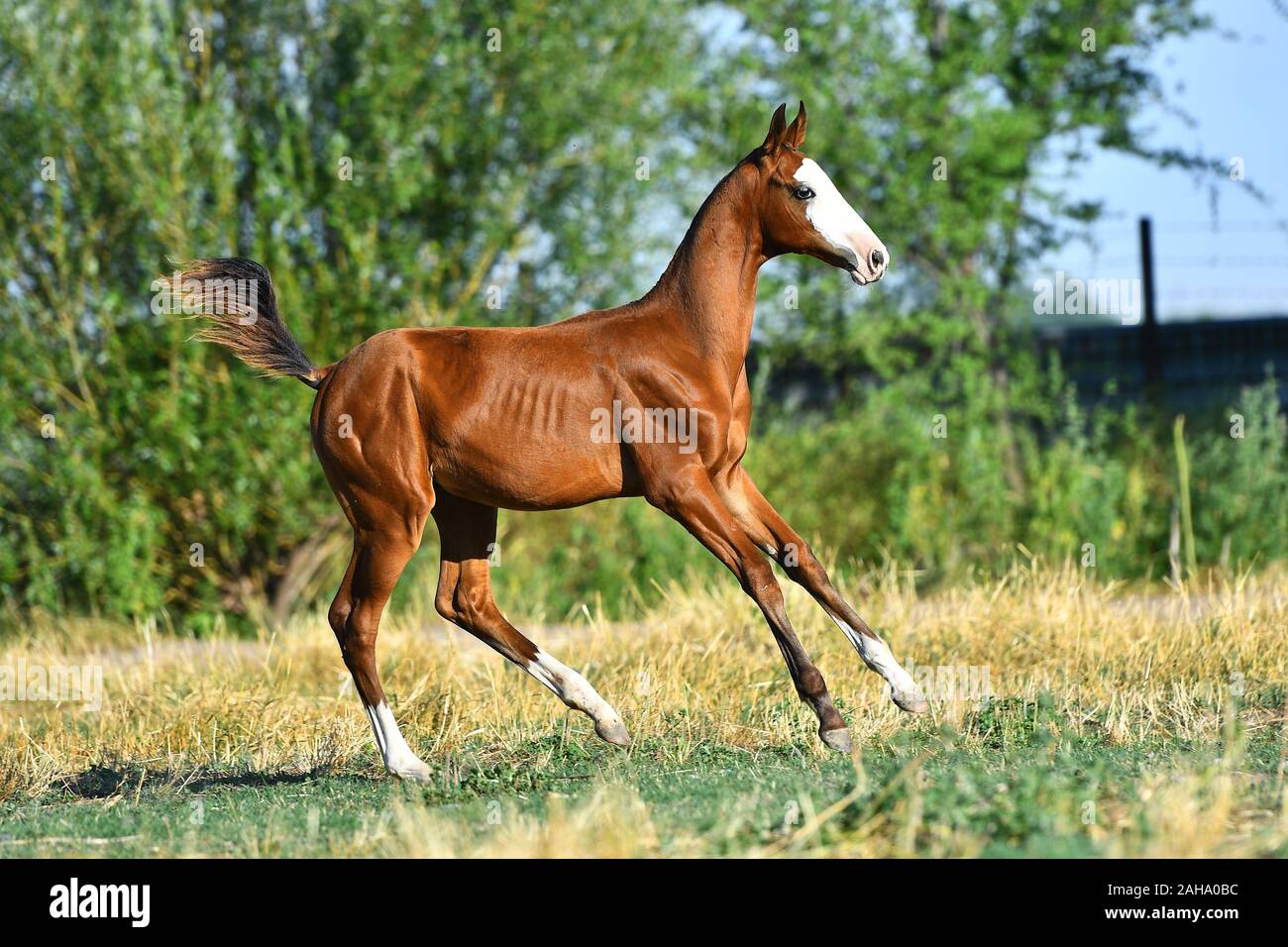 Akhal Teke White