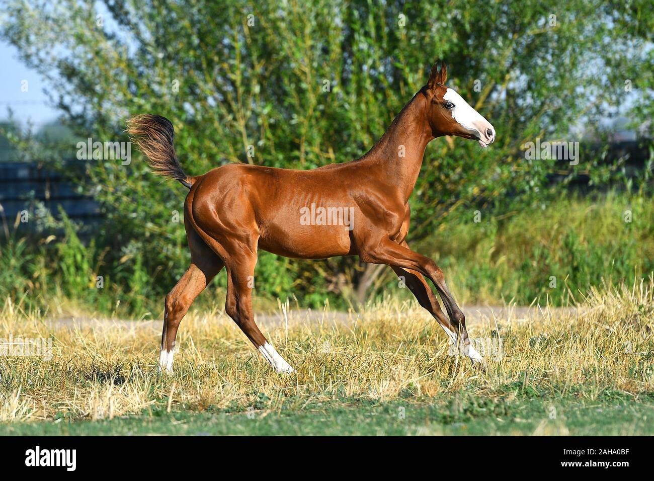 Thoroughbred Foal Running High Resolution Stock Photography and Images ...
