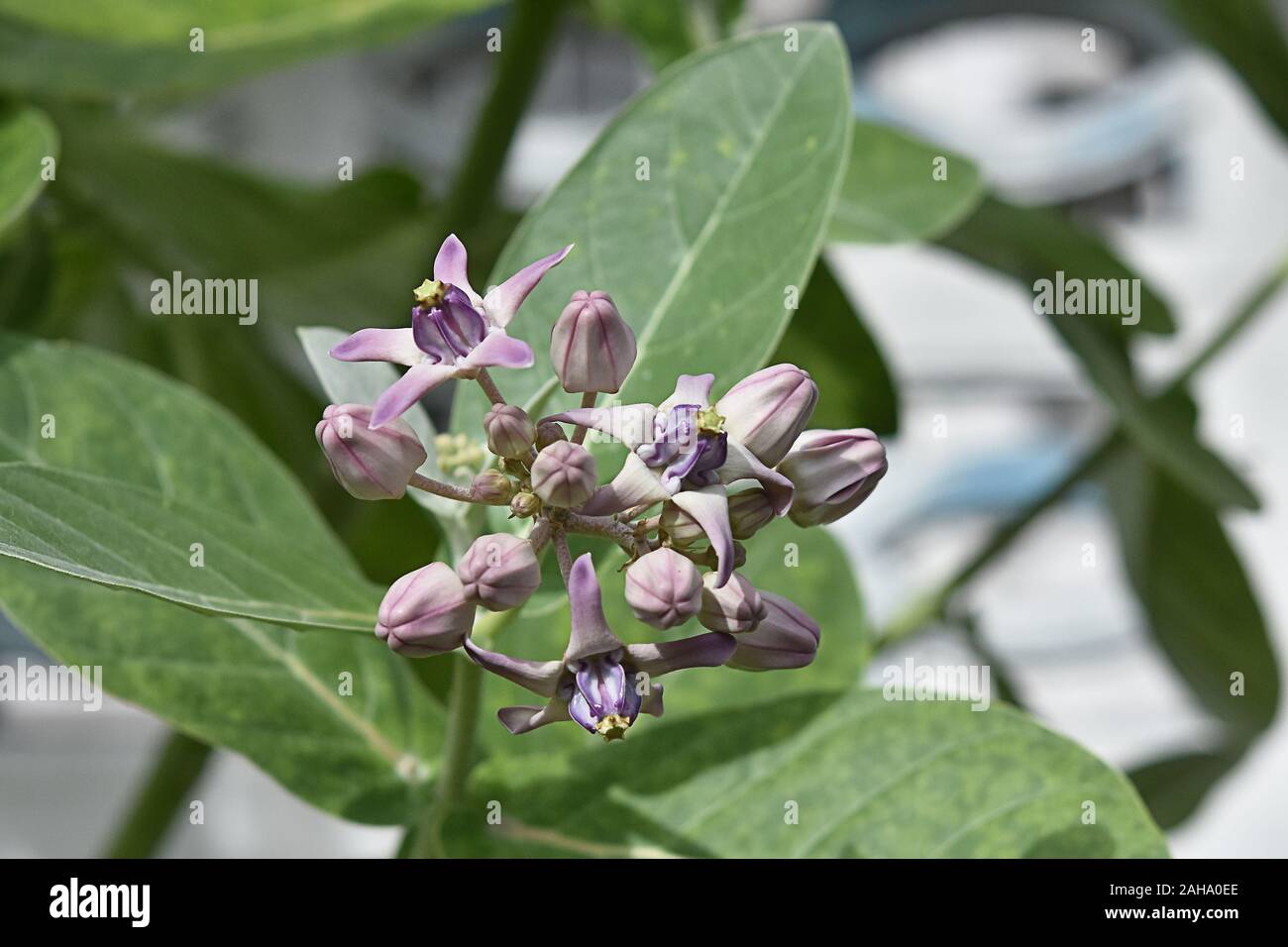 Calotropis Leaves