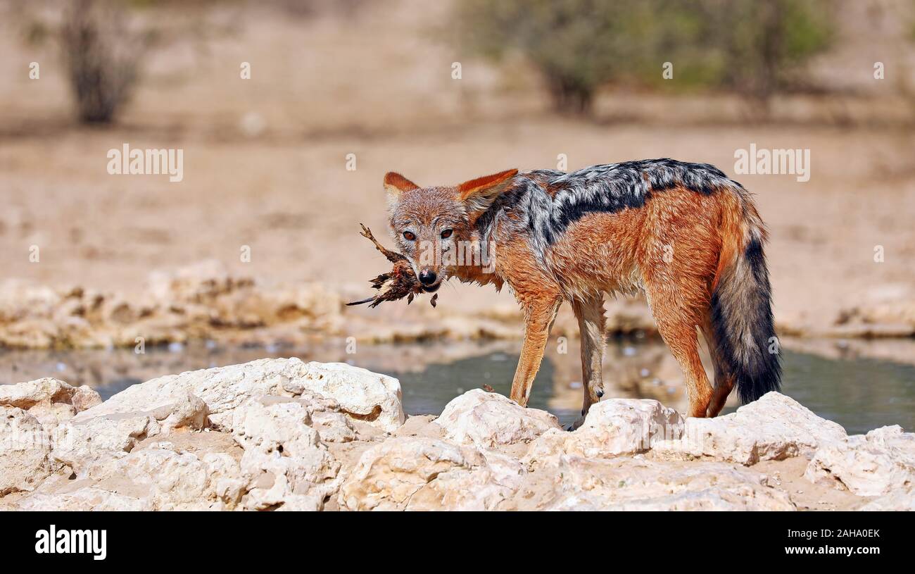 black-backed jackal with his prey, Kgalagadi Transf Stock Photo - Alamy