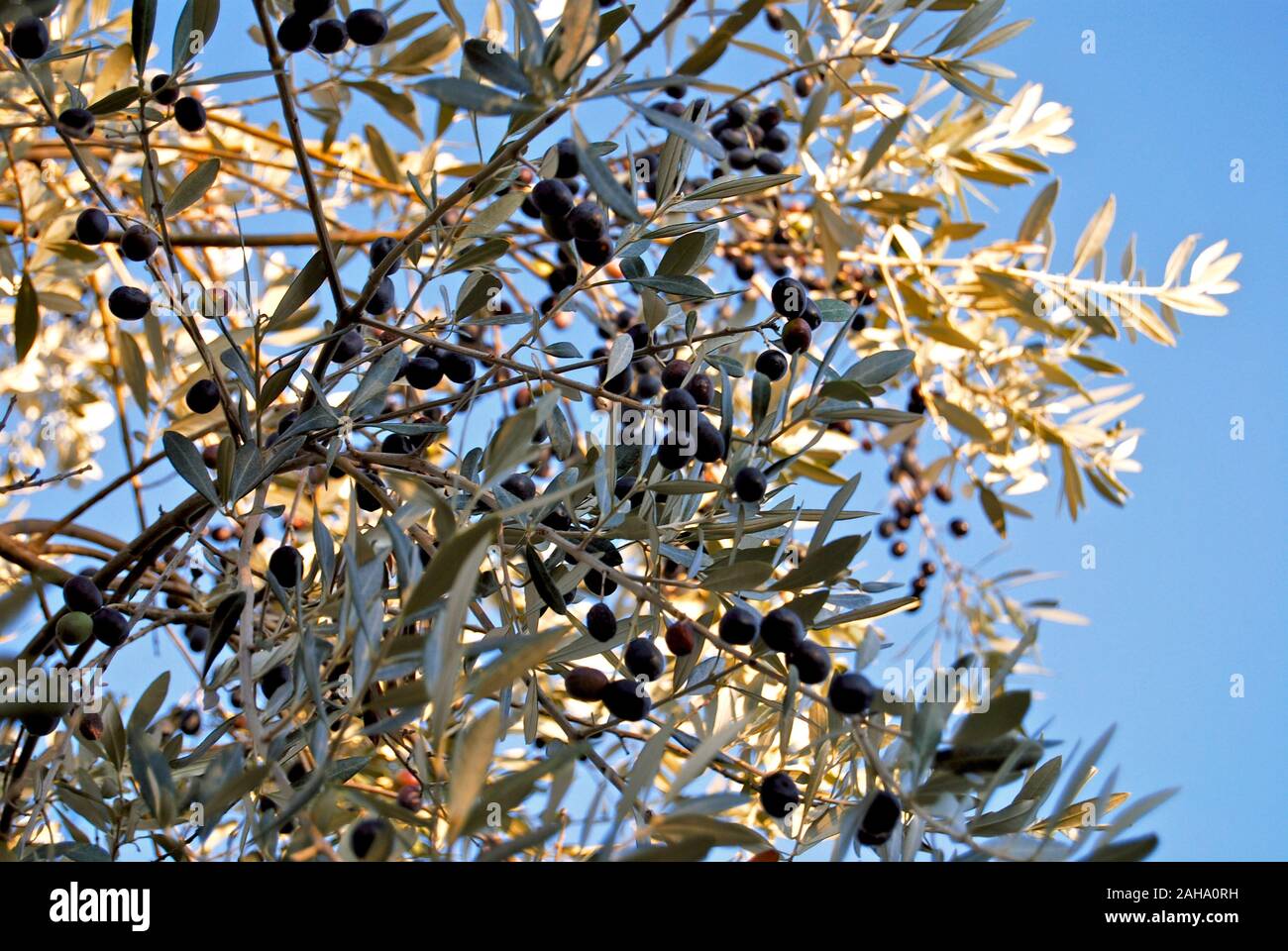 Olive tree in snow hi-res stock photography and images - Alamy