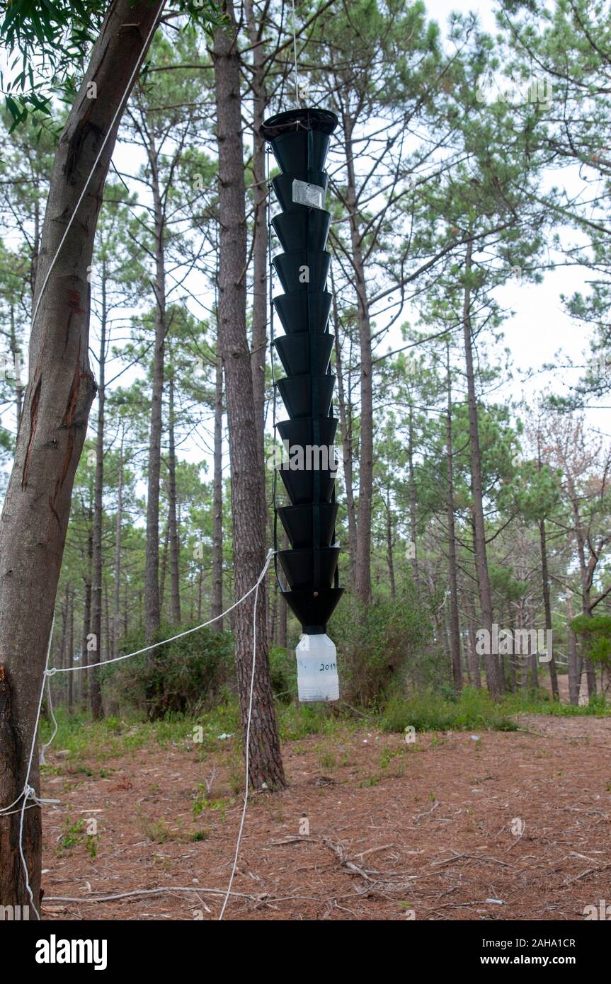 Insect trap in a pine tree forest Near Nazare, Portugal Stock Photo - Alamy
