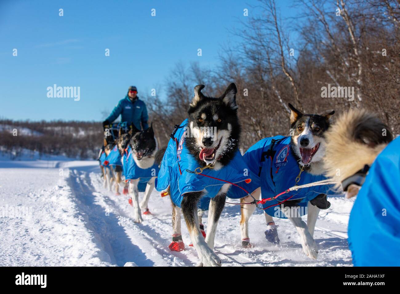 Finnmark, Norway - March 11, 2019: Finnmarkslopet dog sled multi-day ...
