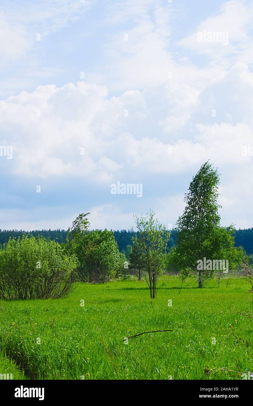 Rural spring and summer landscape of young forest green trees natural ...