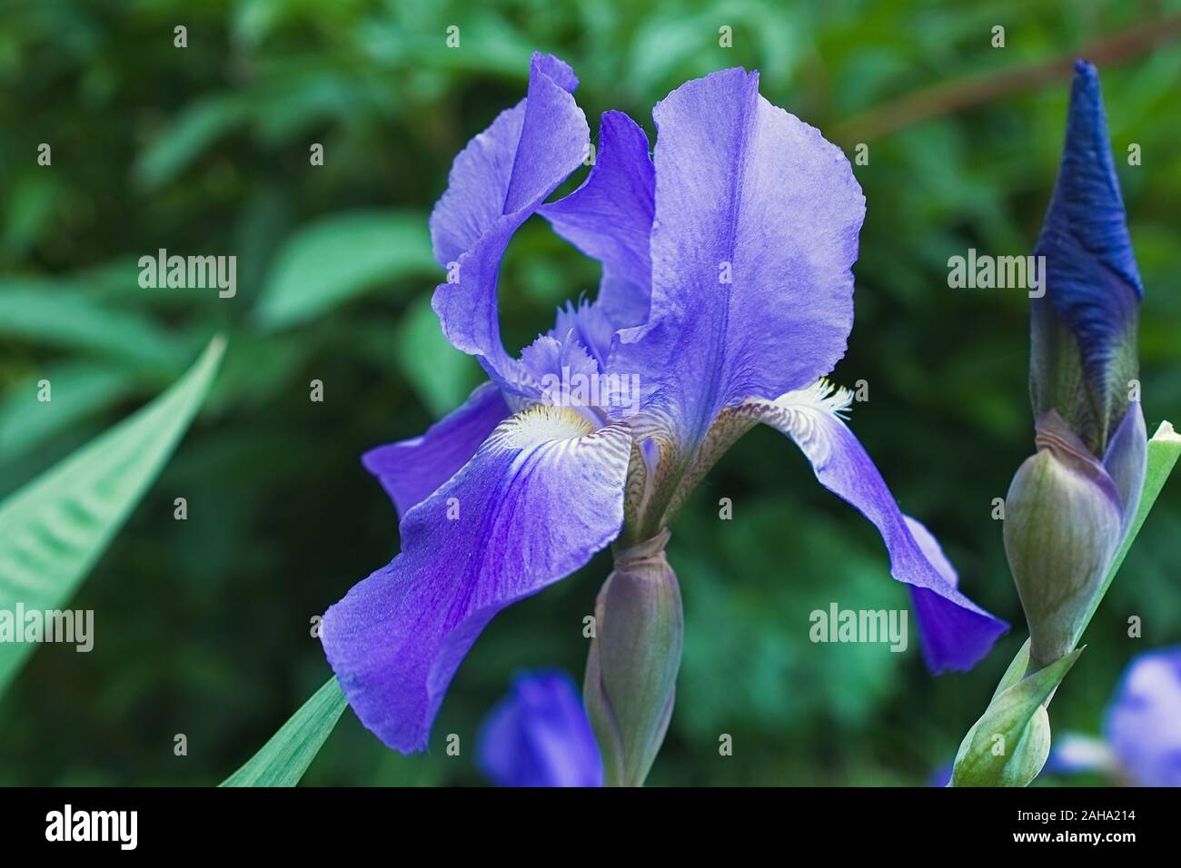 Summer purple violet iris flowers close up view natural background ...