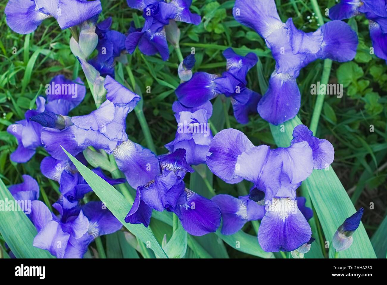 Summer purple violet iris flowers close up view natural background ...