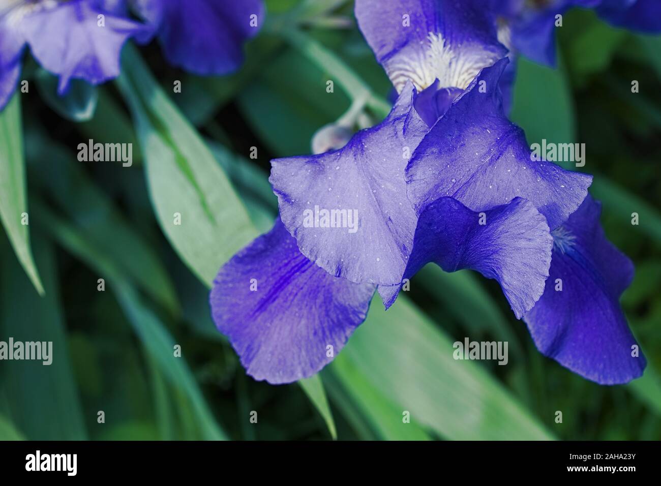 Summer purple violet iris flowers close up view natural background ...