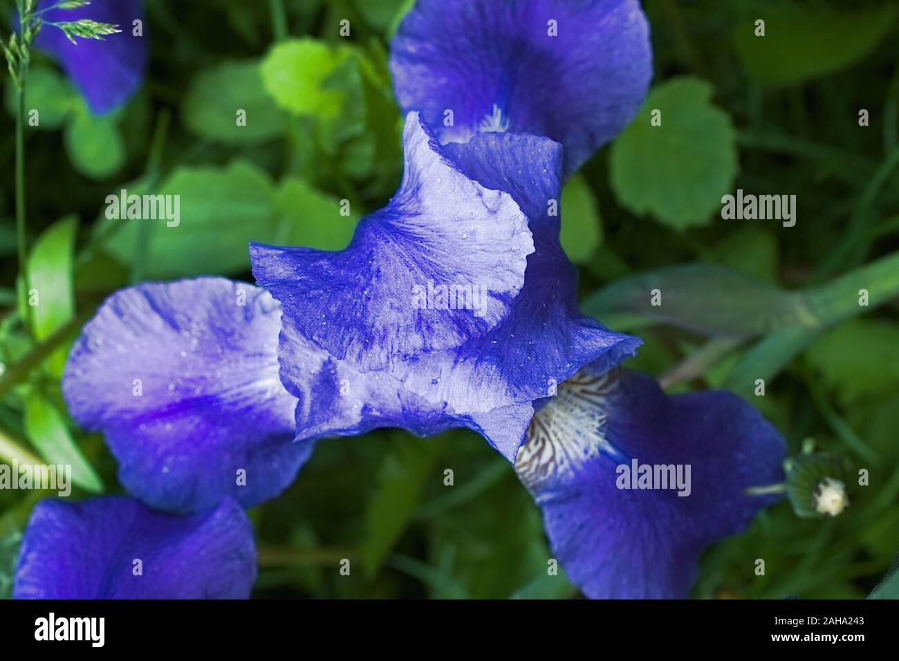 Summer purple violet iris flowers close up view natural background ...