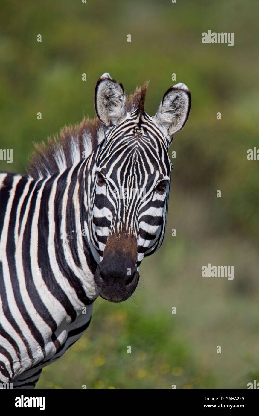 Plains Zebra (Equus quagga), head profile, Lake Naivasha area, Kenya ...