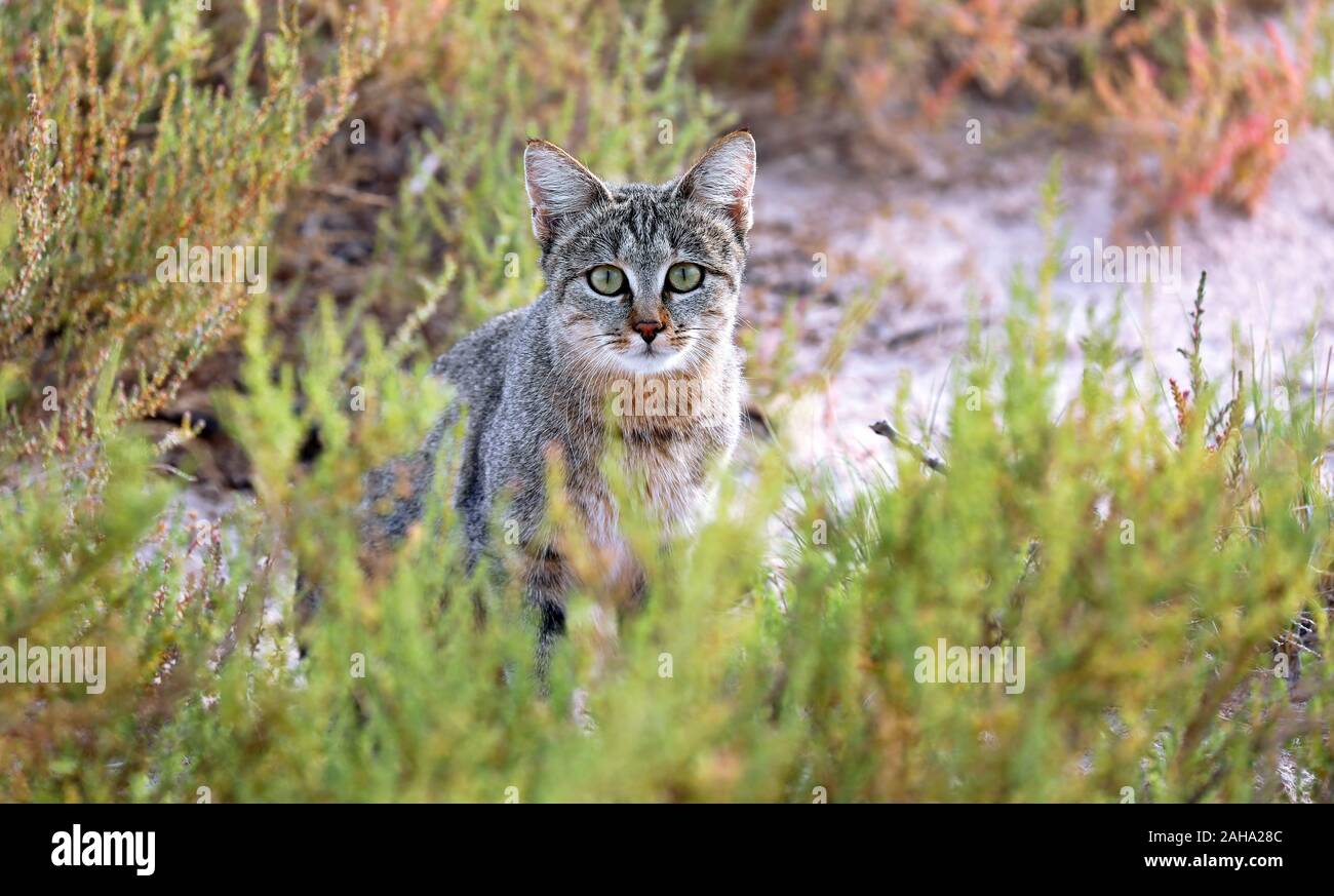 African wild cat hi-res stock photography and images - Alamy
