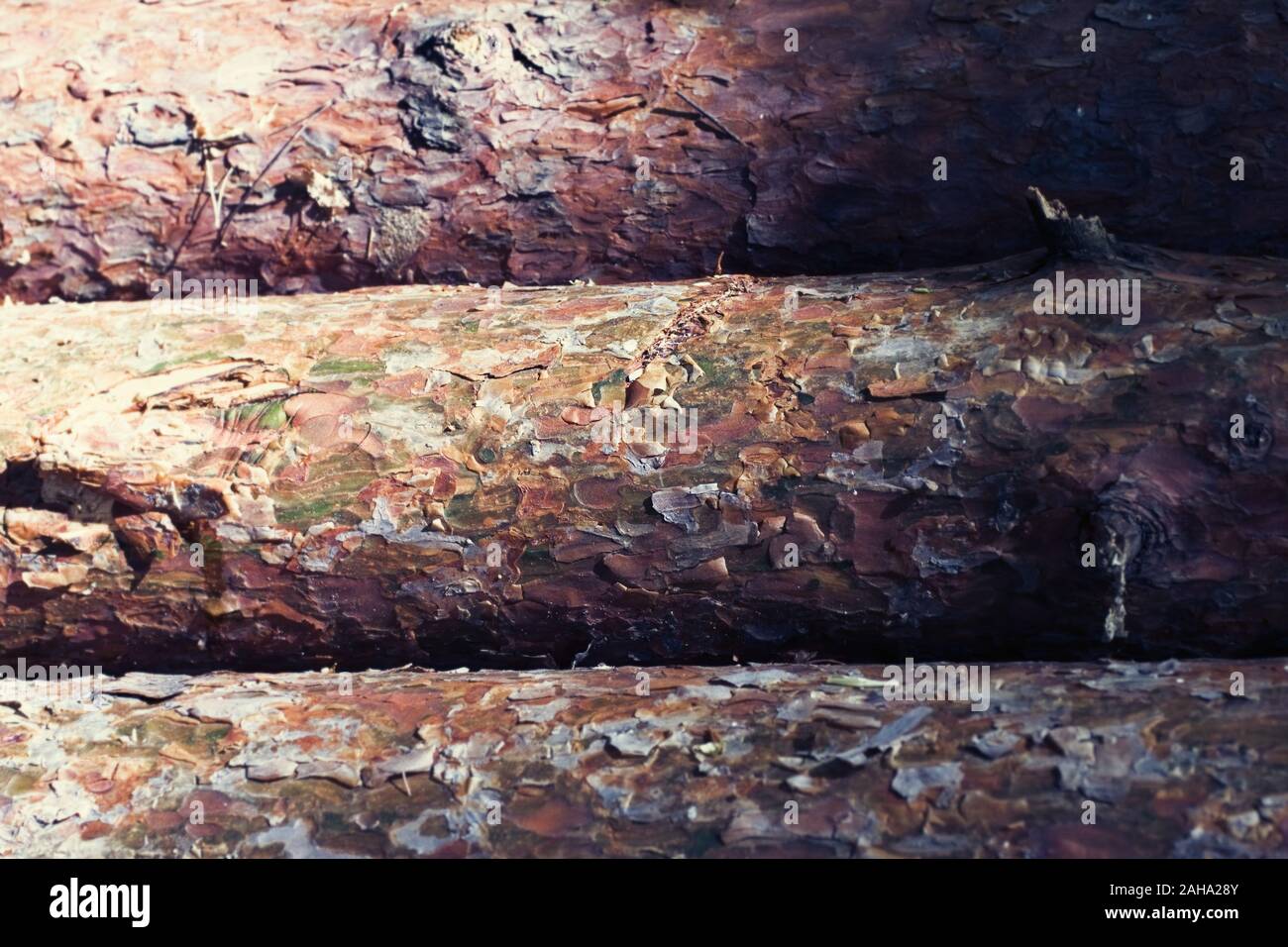 Texture of natural wood in summer forest background Stock Photo - Alamy