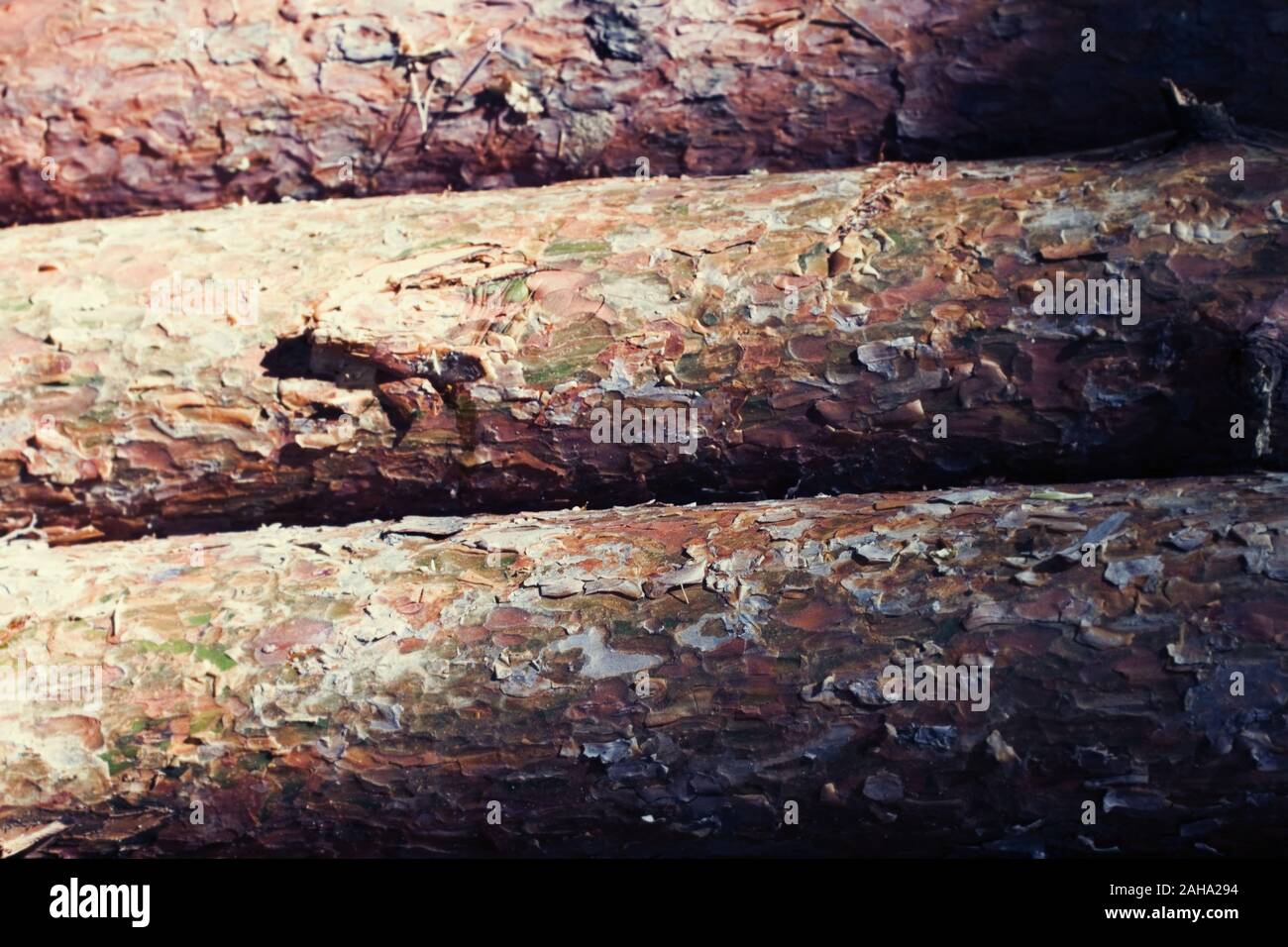 Texture of natural wood in summer forest background Stock Photo - Alamy