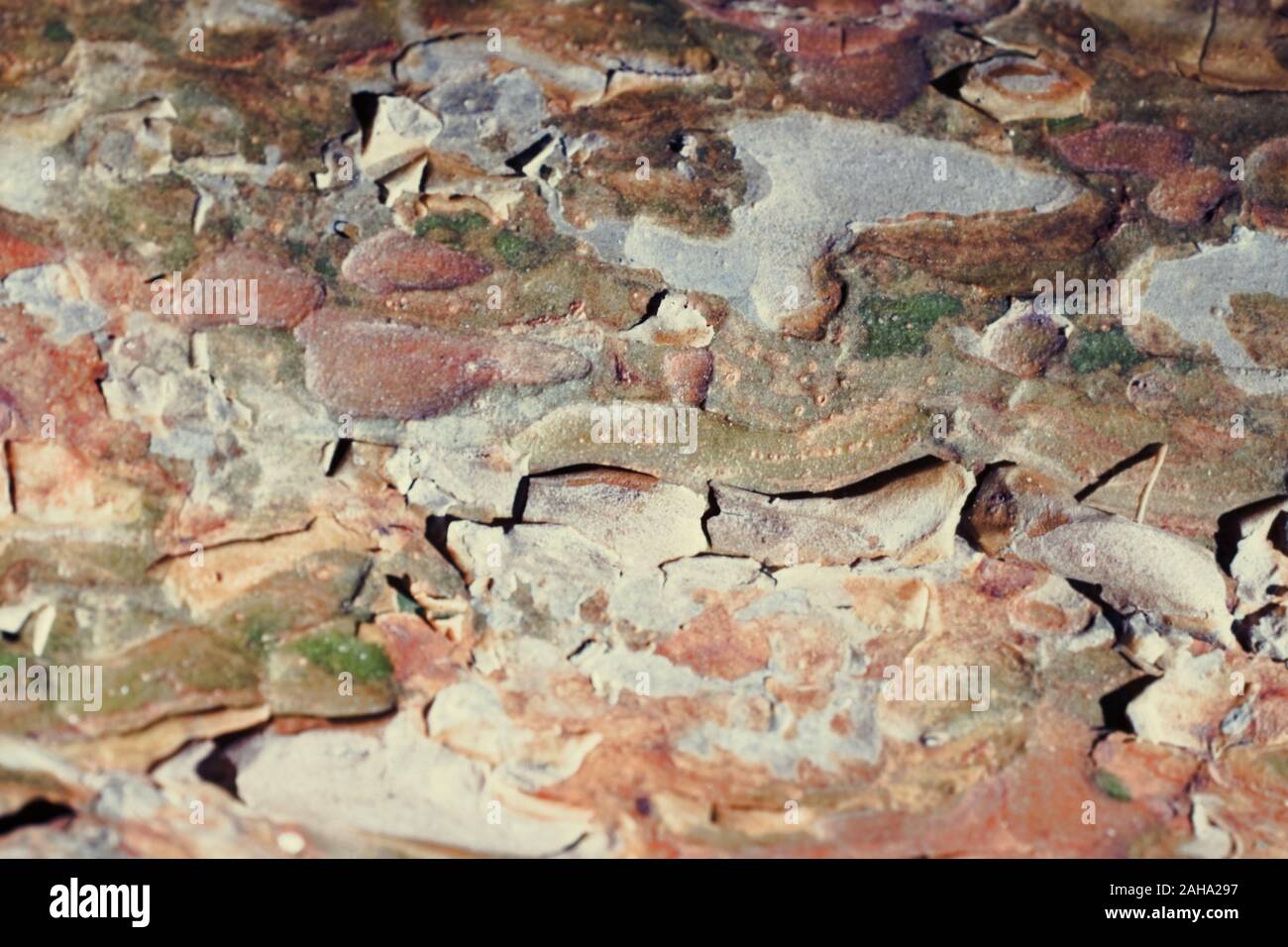 Texture of natural wood in summer forest background Stock Photo - Alamy