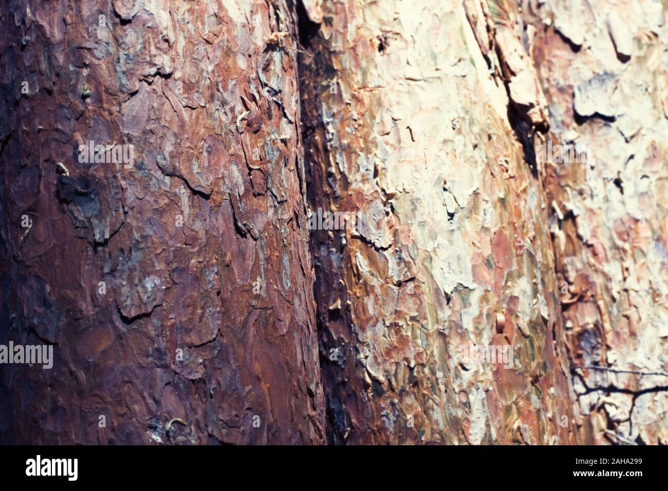 Texture of natural wood in summer forest background Stock Photo - Alamy