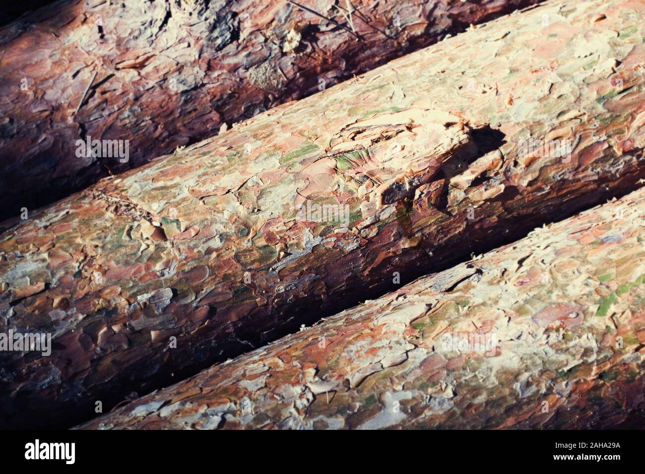 Texture of natural wood in summer forest background Stock Photo - Alamy