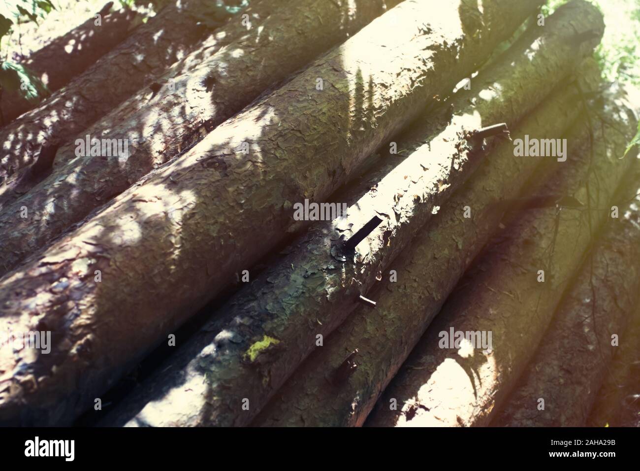 Texture of natural wood in summer forest background Stock Photo - Alamy