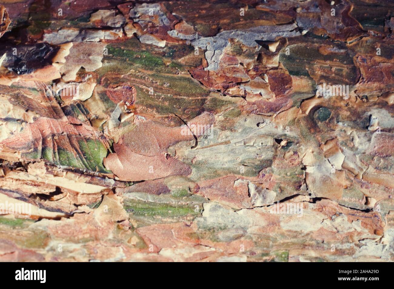 Texture of natural wood in summer forest background Stock Photo - Alamy