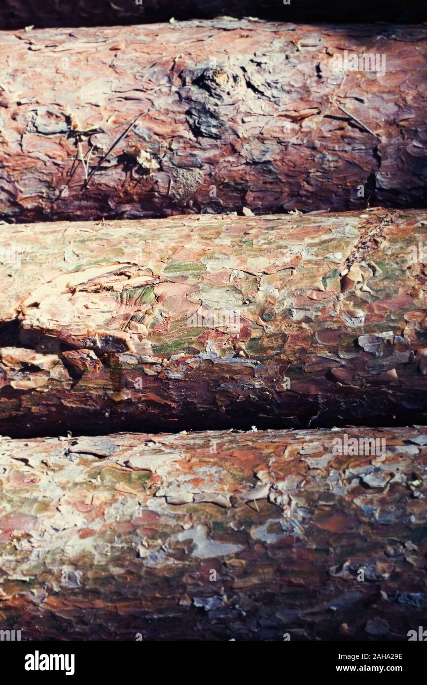 Texture of natural wood in summer forest background Stock Photo - Alamy
