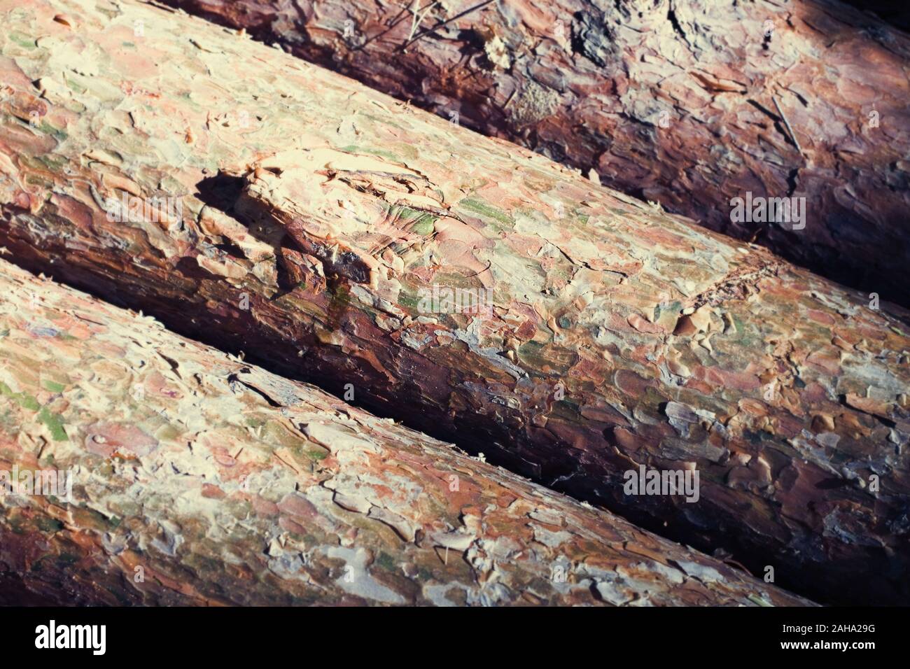 Texture of natural wood in summer forest background Stock Photo - Alamy