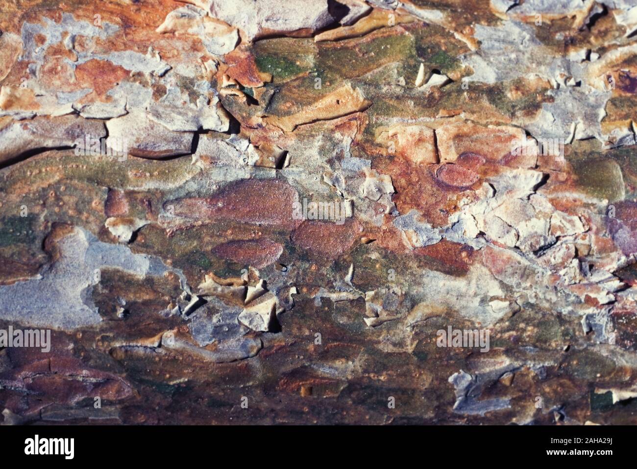 Texture of natural wood in summer forest background Stock Photo - Alamy